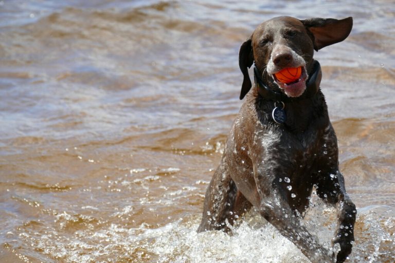 Information - Hansons Vets